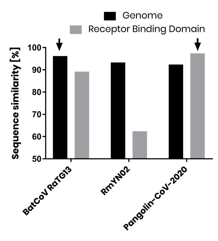 What is the origin of the SARS-CoV-2 virus? - Facts&Reasons