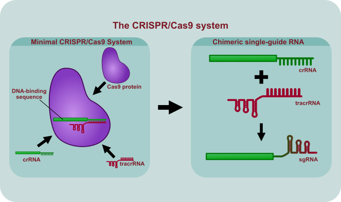 CRISPR/Cas9 series: a compelling journey from a primitive bacterial ...